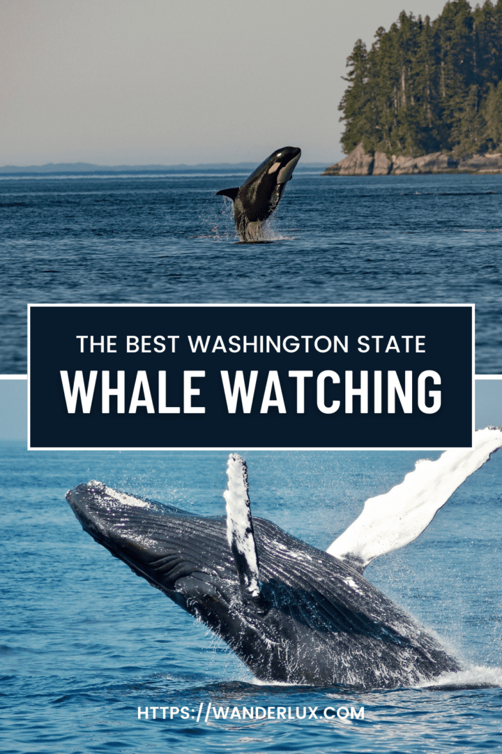 The Best Orca Whale Watching in Washington State - Wanderlux