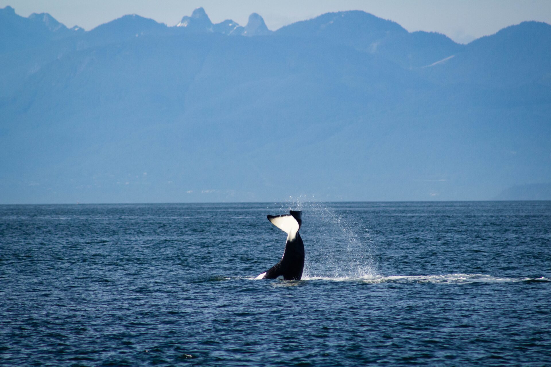 The Best Orca Whale Watching in Washington State - Wanderlux