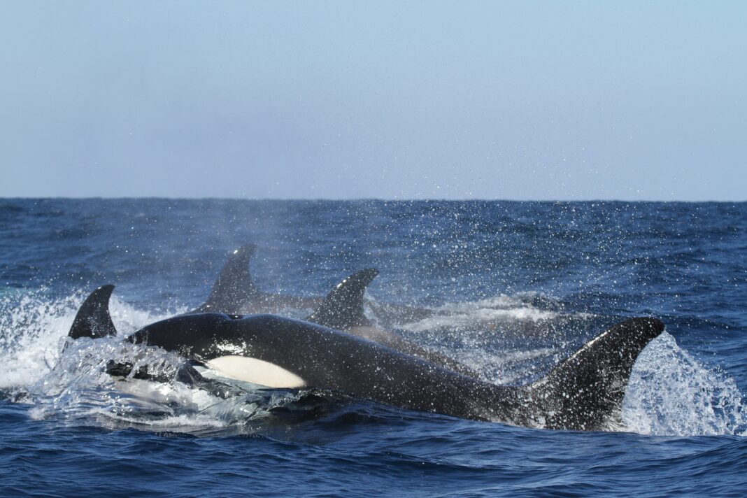 The Best Orca Whale Watching in Washington State - Wanderlux