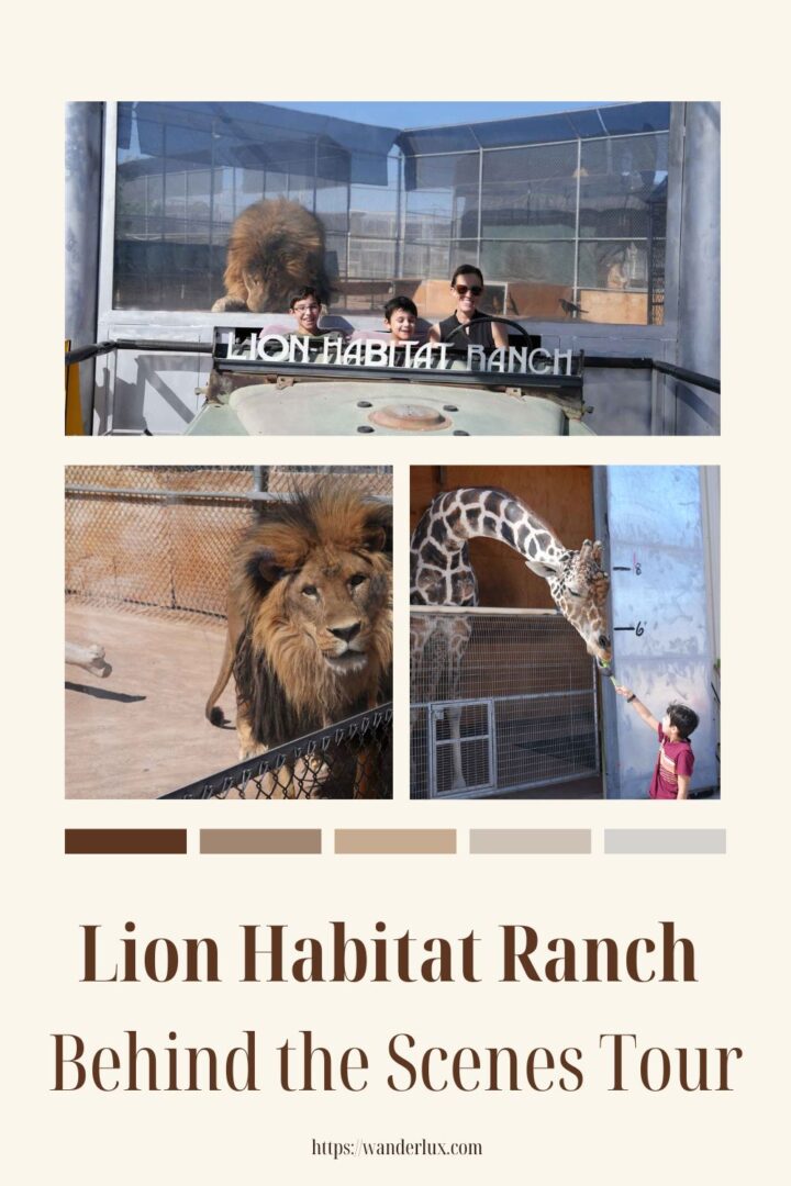 Lion Habitat Ranch Behind the Scenes Tour: A Full Review