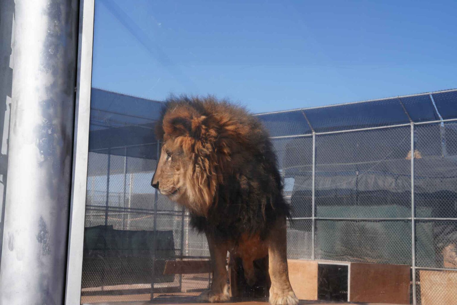 Lion Habitat Ranch Behind the Scenes Tour: A Full Review